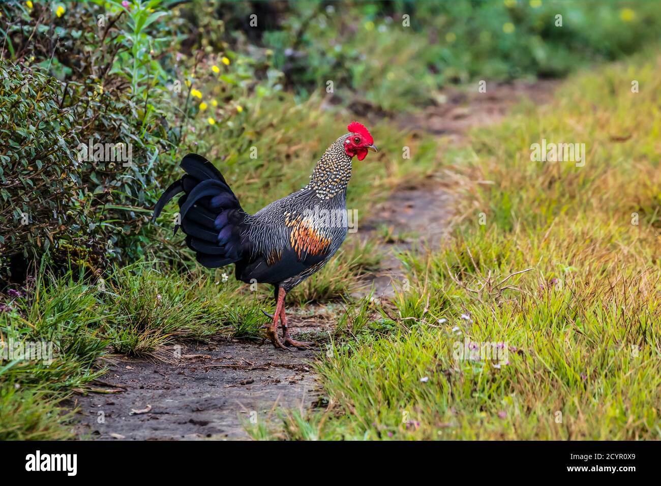 Grey junglefowl cock (Gallus sonneratii), wild ancestor of the domestic ...