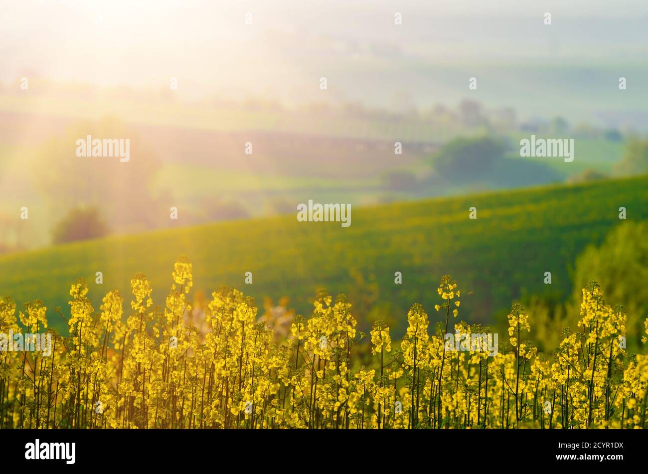 Rapeseed field with yellow flowers, natural agricultural eco sunny ...