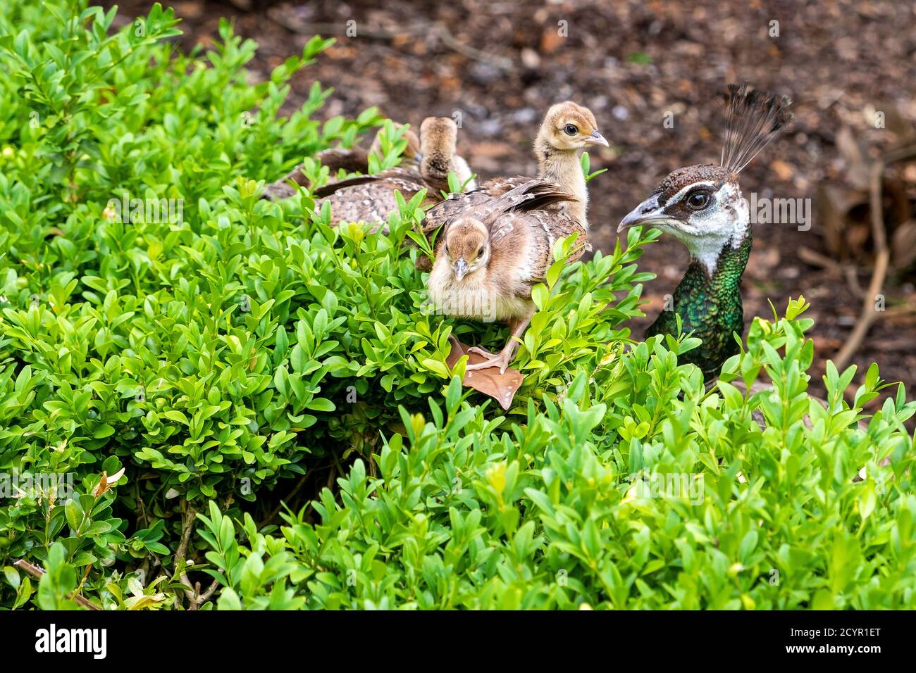 Exotic bird and its chicks near the green grass Stock Photo - Alamy