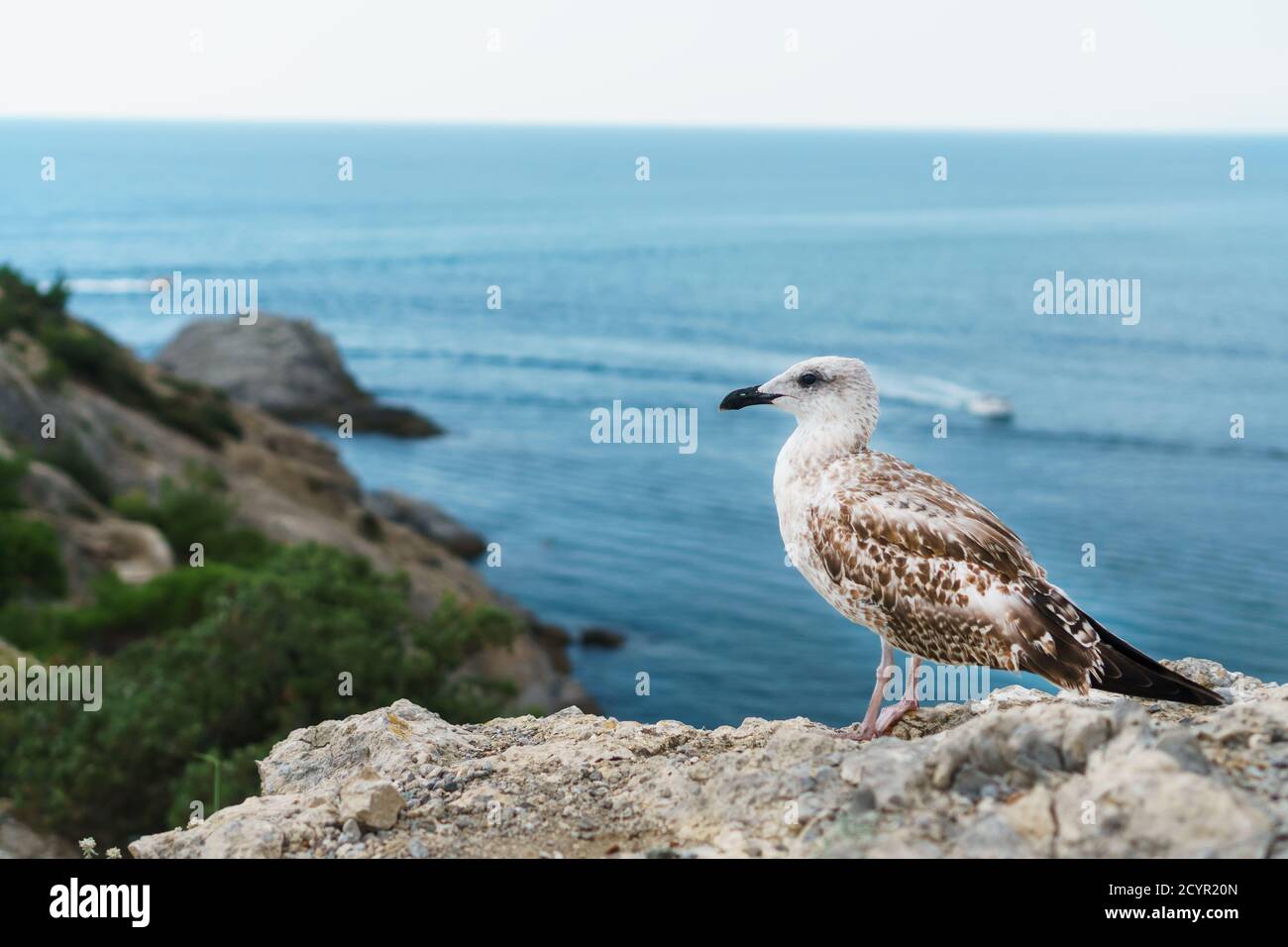 A Seagull sits on a rock against the blue sea Stock Photo - Alamy