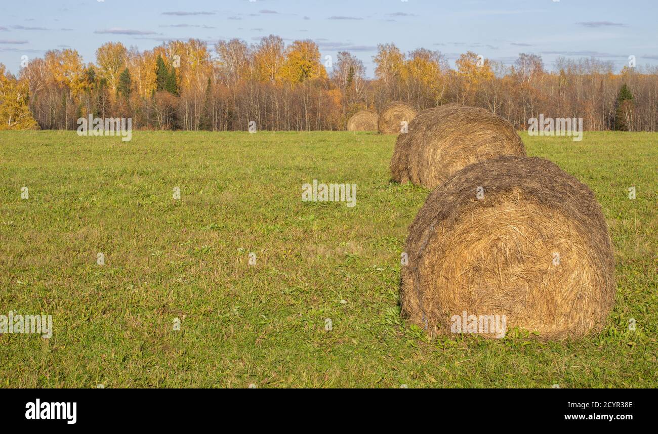 Round bale of hay in the field in autumn. Harvesting Stock Photo - Alamy