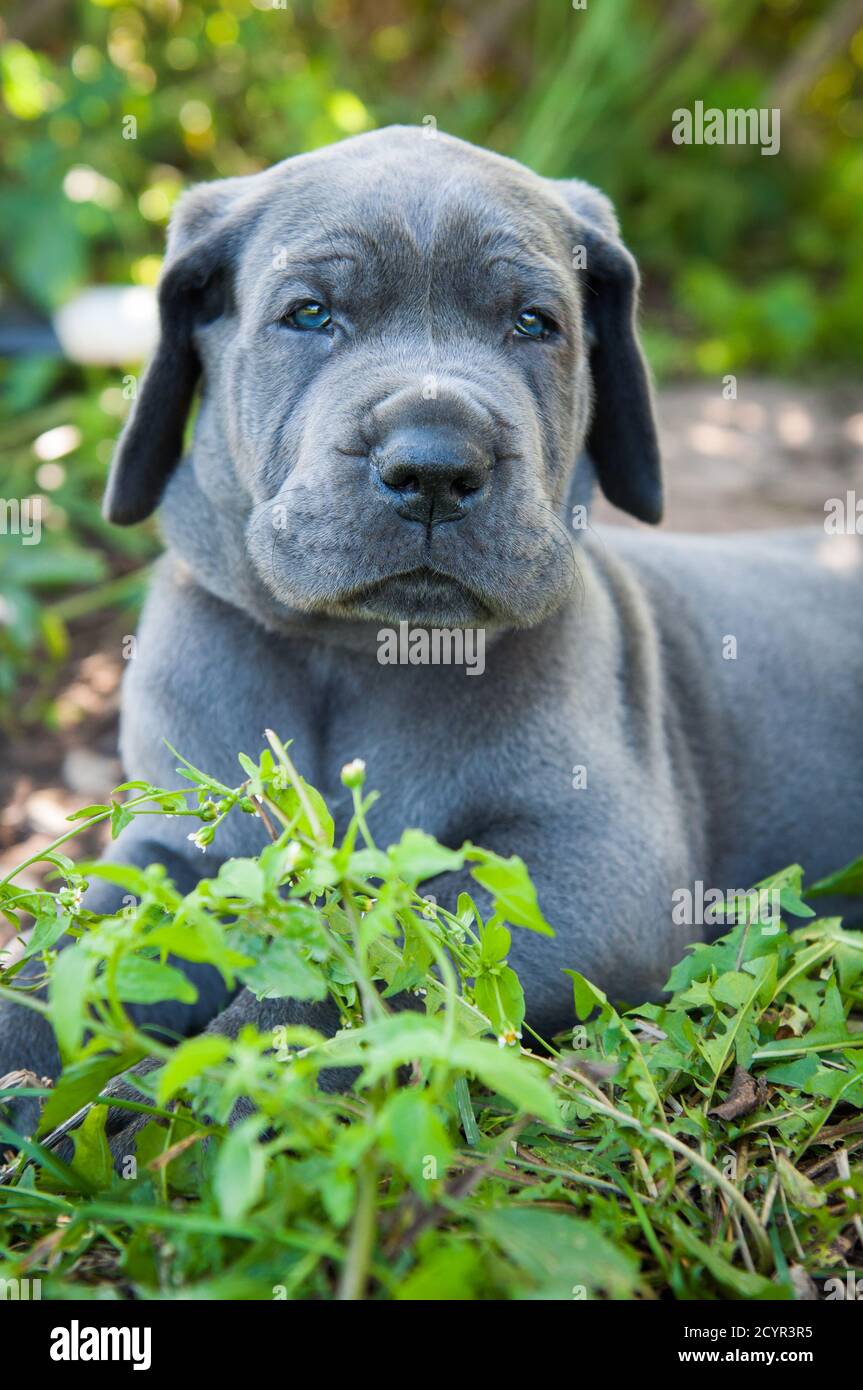Gray Great Dane dog puppy outdoor Stock Photo - Alamy