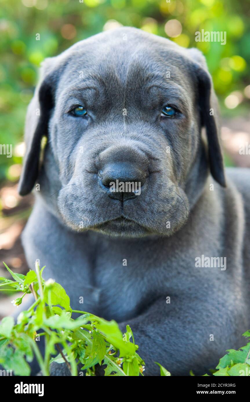 Gray Great Dane dog puppy outdoor Stock Photo - Alamy