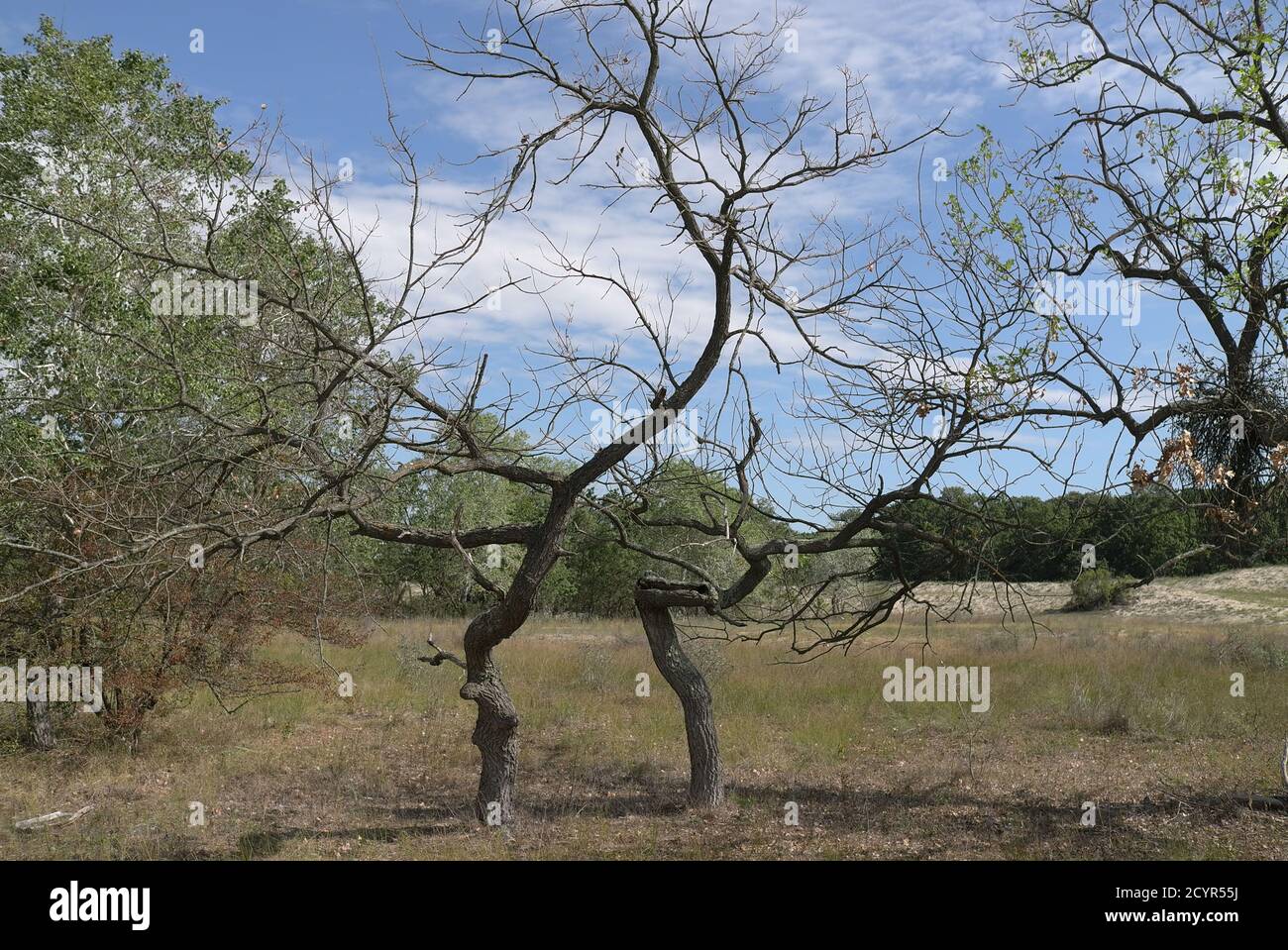 Two leafless trees in Letea forest in Romania, summer, 2020 Stock Photo ...