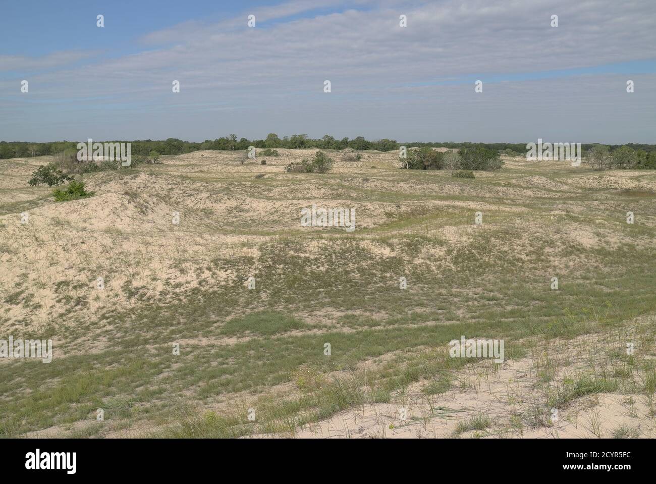 Protected area of Letea forest, Romania, 2020 Stock Photo - Alamy