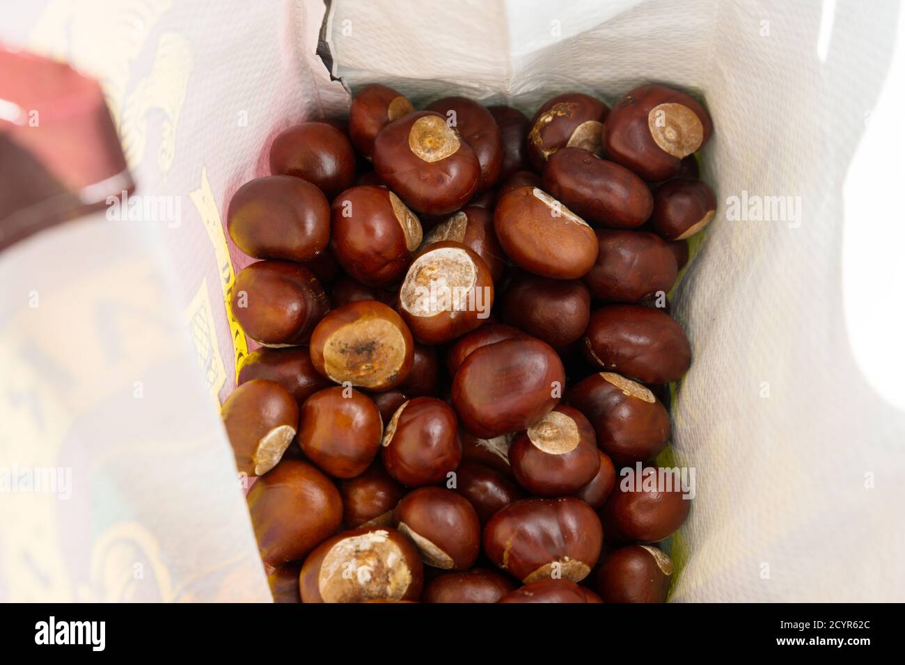close up of group of ripe brown conkers in a bag just collected outside ...