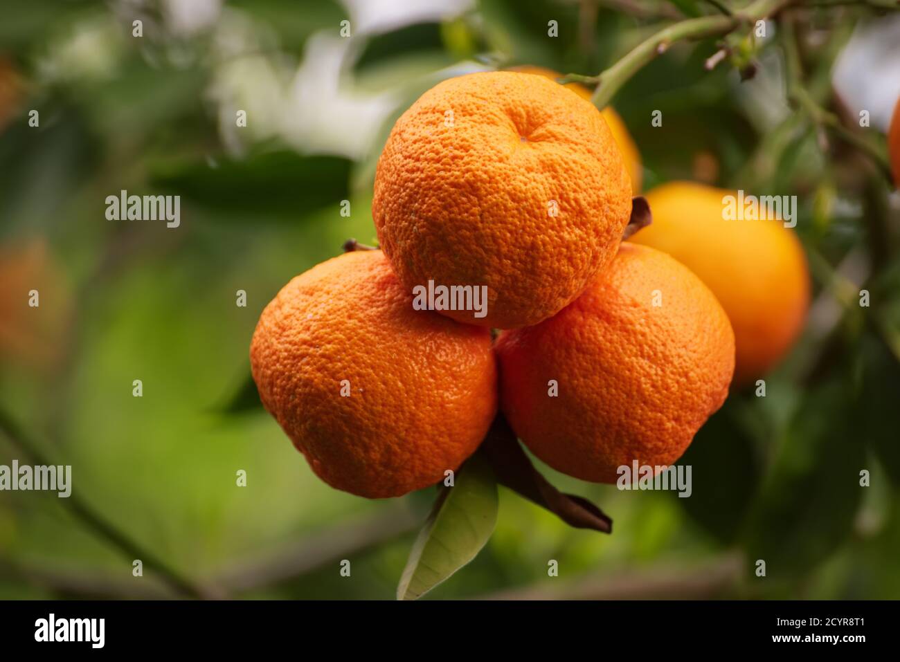 Tangerine garden with green leaves and ripe fruits. Mandarin orchard ...