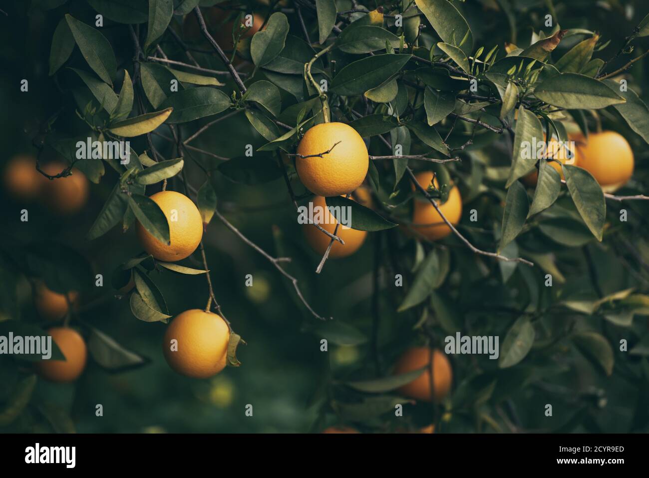 Tangerine garden with green leaves and ripe fruits. Mandarin orchard ...