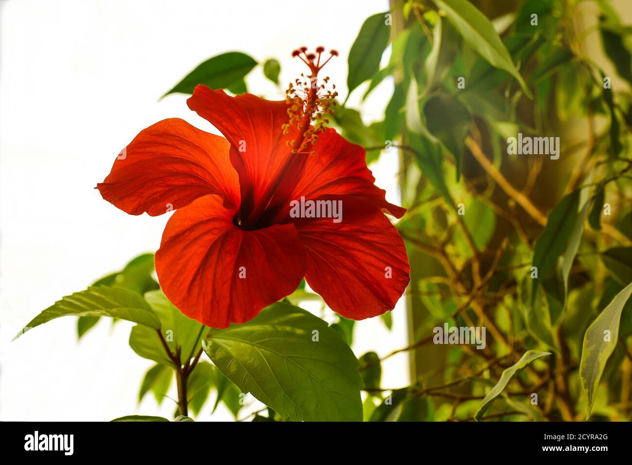 Chinese Hibiscus Beautiful red flower Hibiscus rosa-sinensis blossom ...
