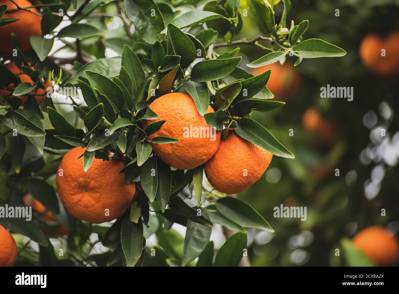 Tangerine garden with green leaves and ripe fruits. Mandarin orchard ...