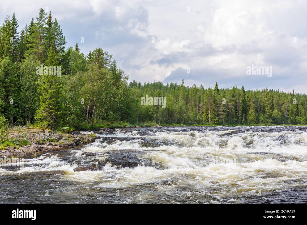 Taiga woodland with a white water river Stock Photo - Alamy