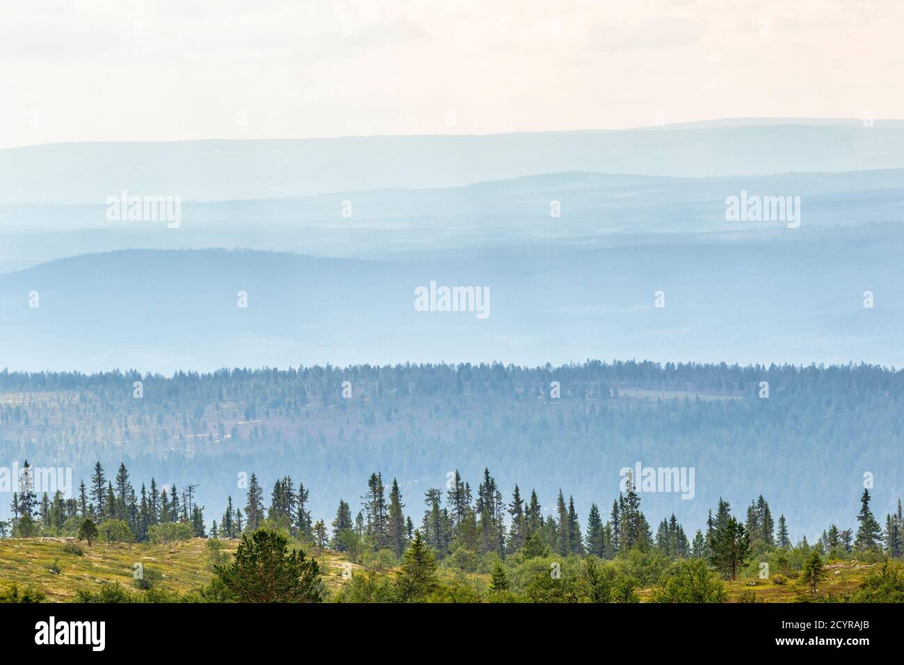 Aerial top view woodland coniferous hi-res stock photography and images ...