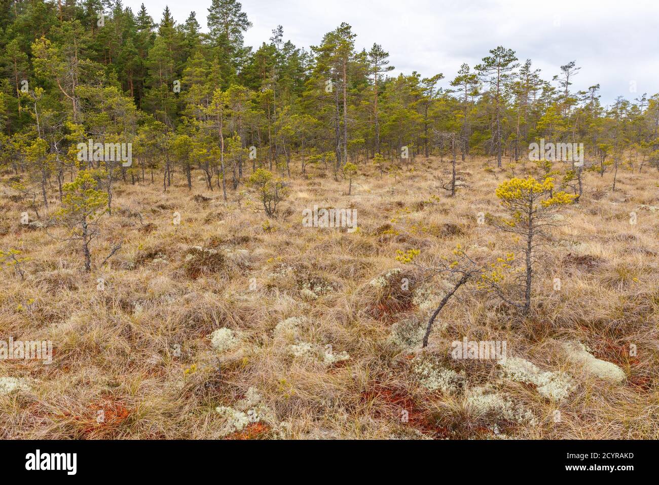 Bog with pine trees in the wilderness Stock Photo - Alamy