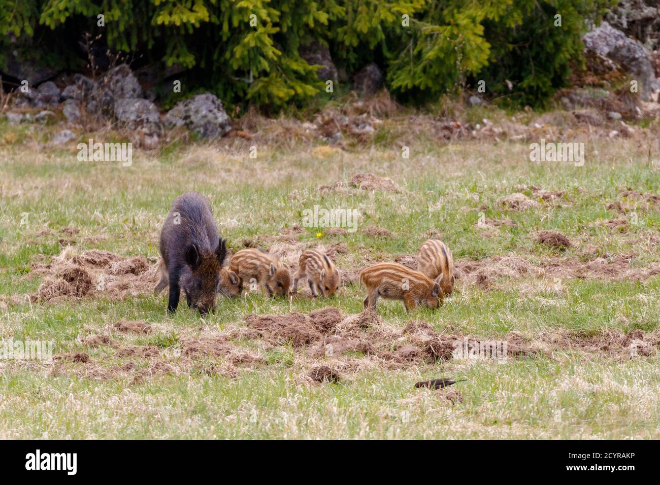 Wild boar piglets mother forest hi-res stock photography and images - Alamy
