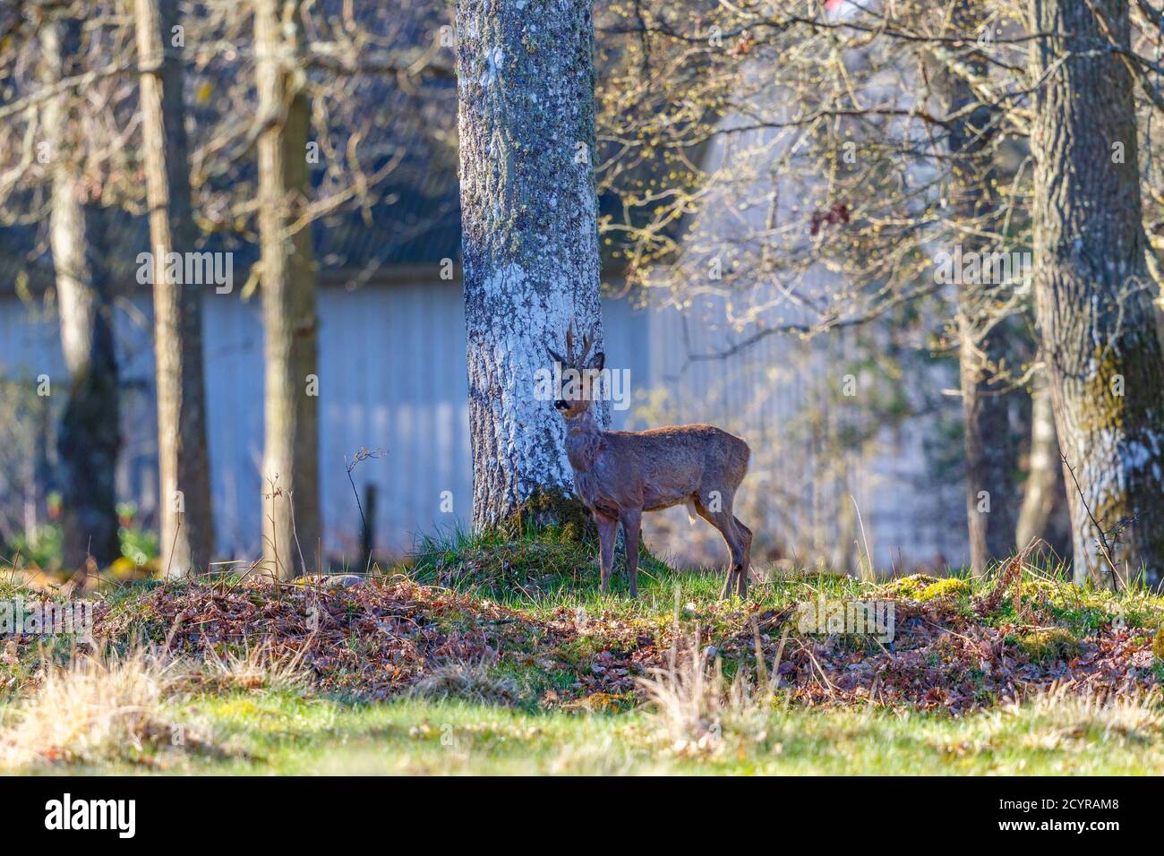 Roebuck horn hi-res stock photography and images - Alamy