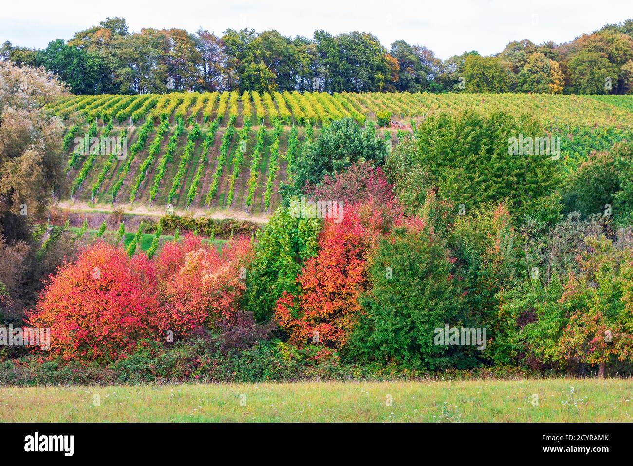 Vineyard slope hi-res stock photography and images - Alamy
