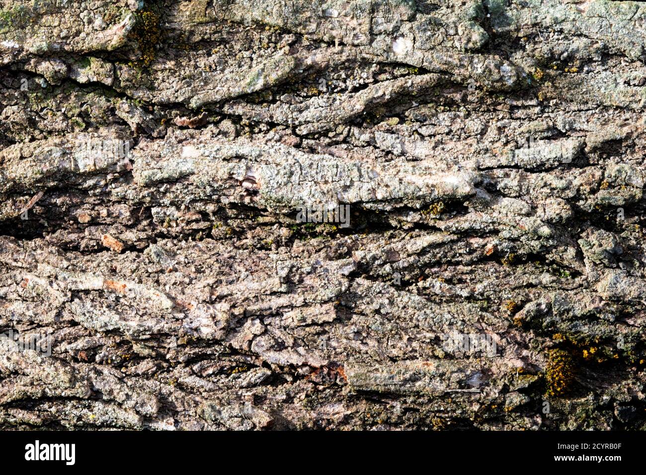 image of a section of old elm bark for a background or texture Stock ...