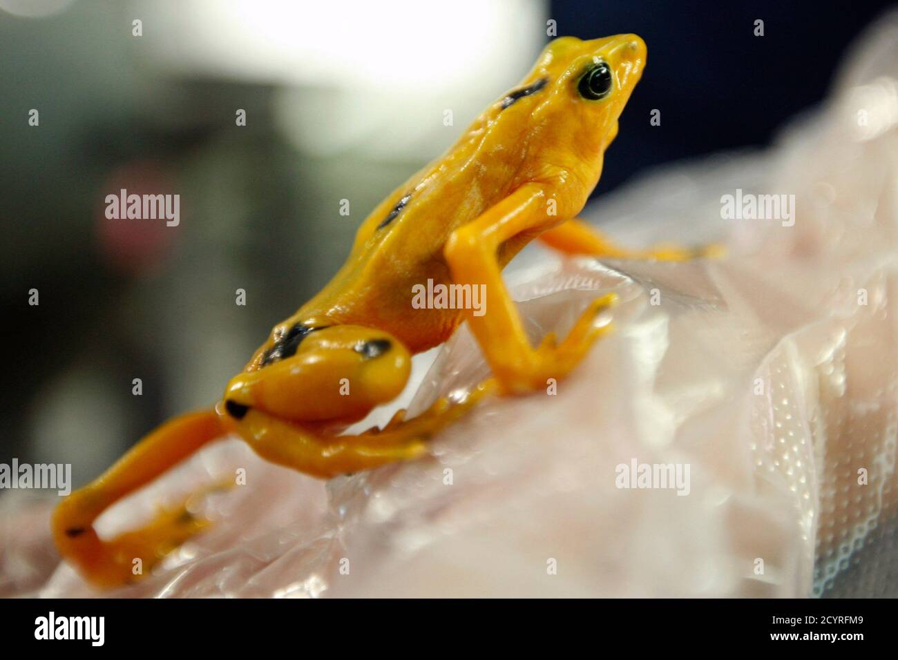 Panama national symbols hi-res stock photography and images - Alamy