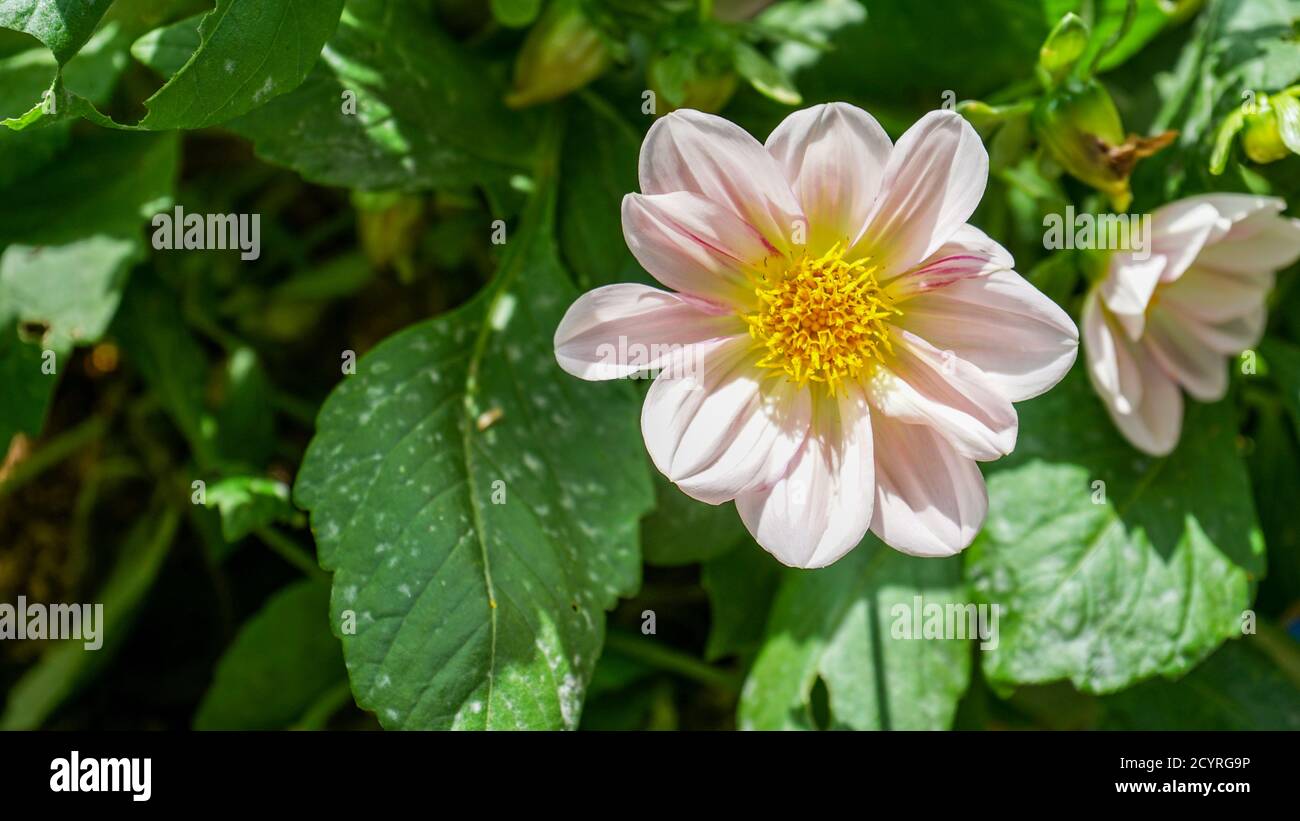 View of flowers in a flower garden in the morning Stock Photo - Alamy
