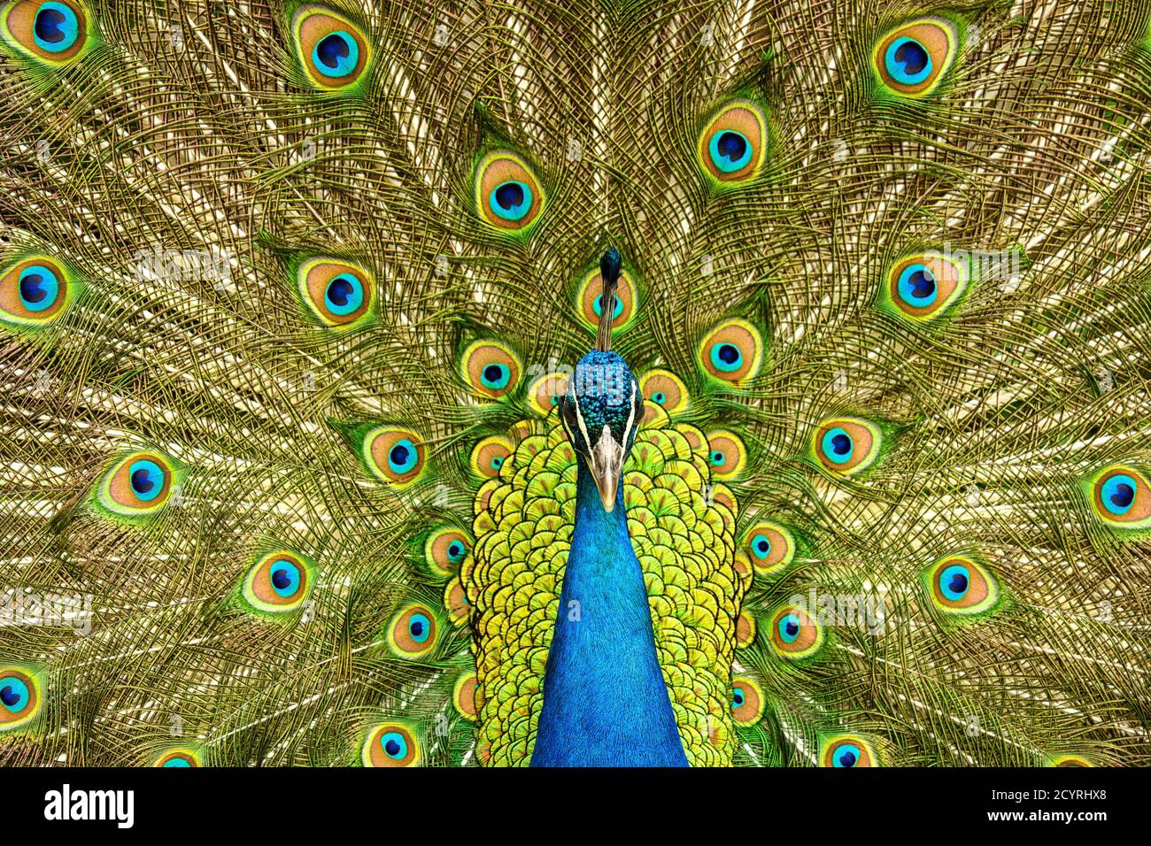 Peacock hill park victoria british hi-res stock photography and images ...