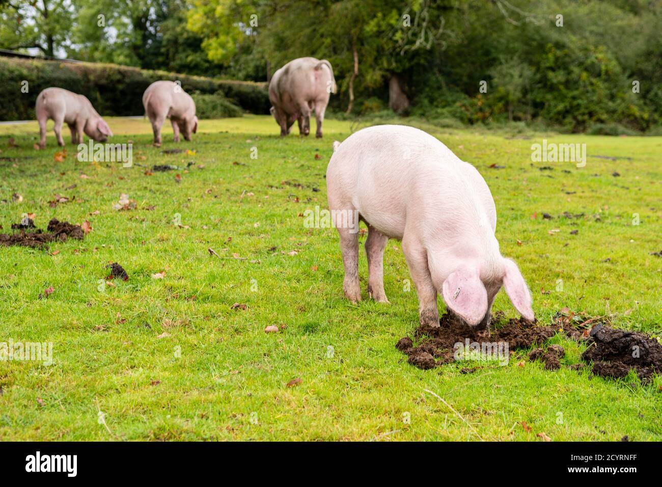 Pannage pigs new forest hi-res stock photography and images - Alamy