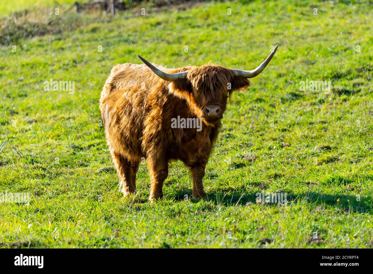 portrait of highland cow in pasture Stock Photo - Alamy
