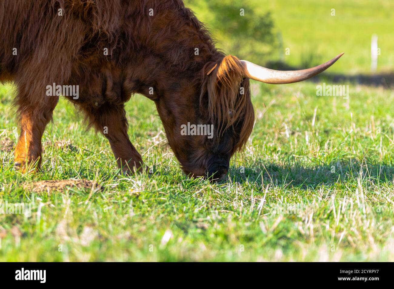 portrait of highland cow in pasture Stock Photo - Alamy