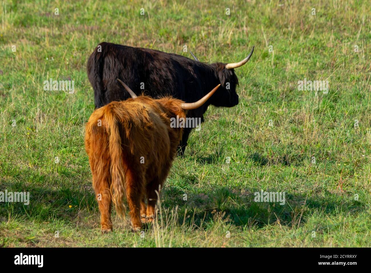 group of highland cows in pasture Stock Photo - Alamy