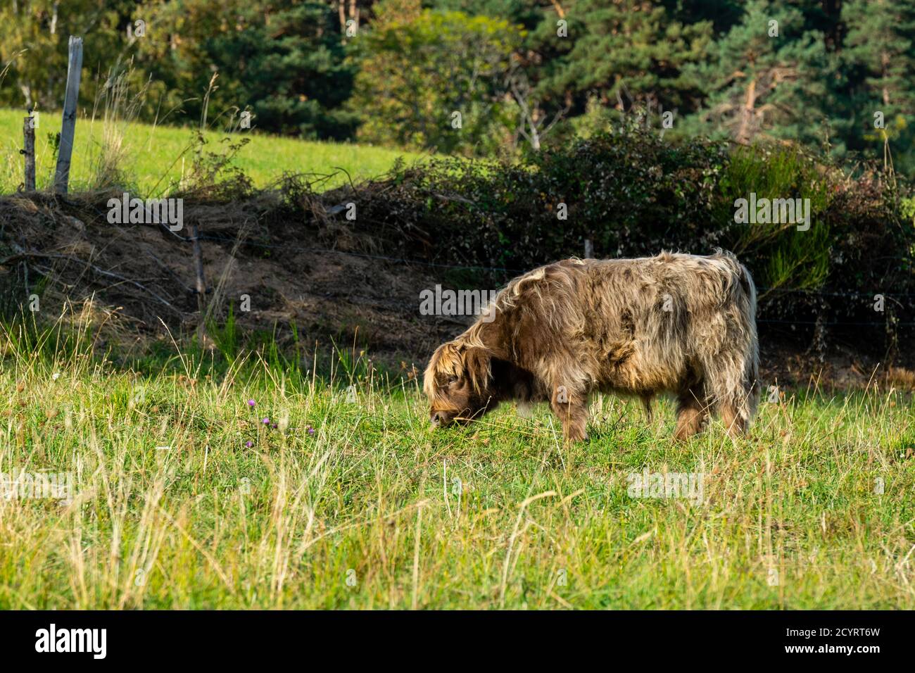 portrait of highland cow in pasture Stock Photo - Alamy