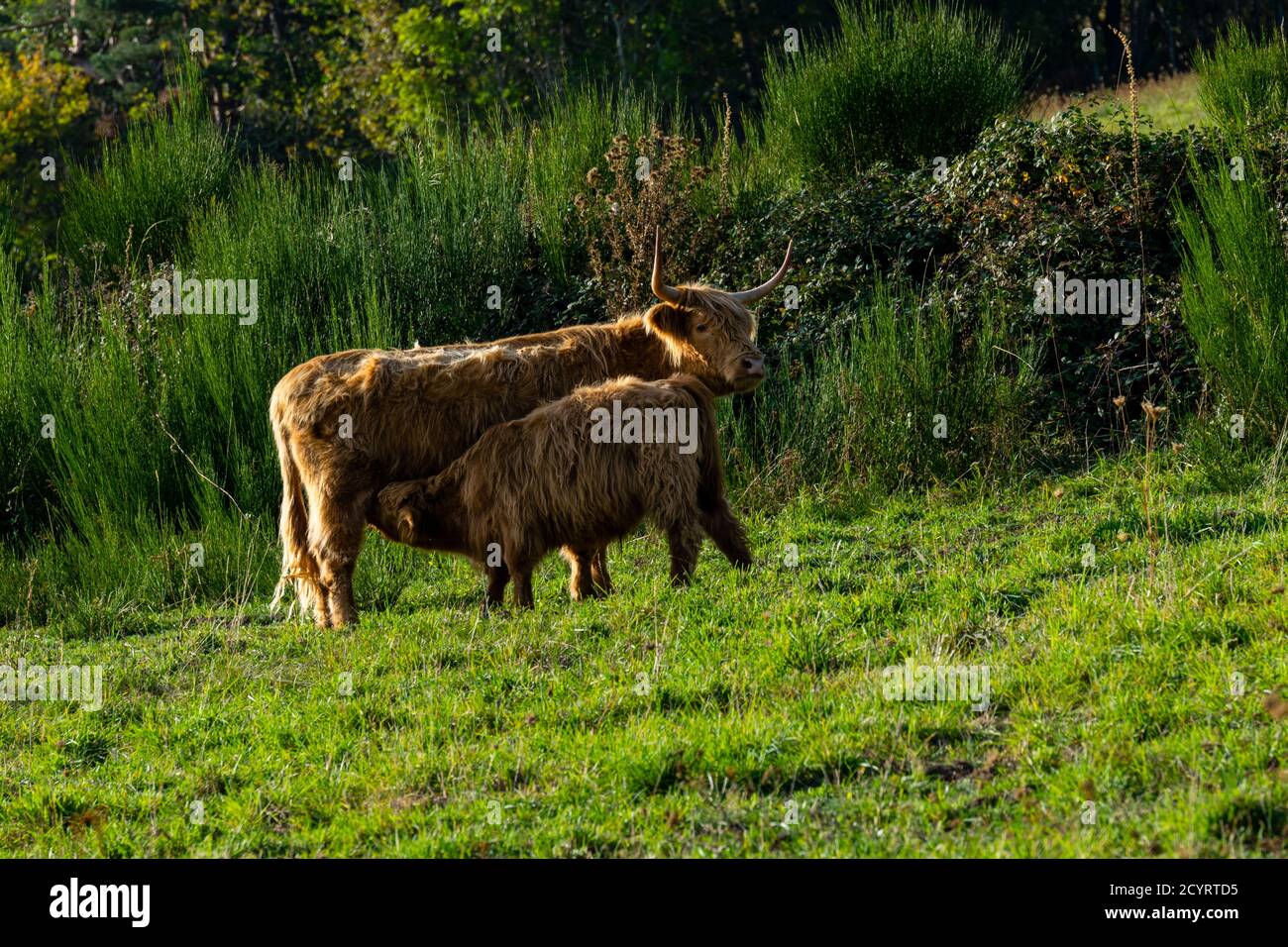 group of highland cows in pasture Stock Photo - Alamy