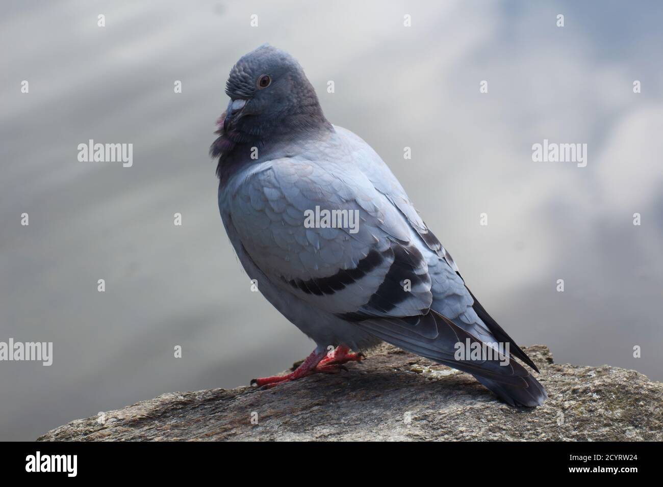 Landed bird lake hi-res stock photography and images - Alamy