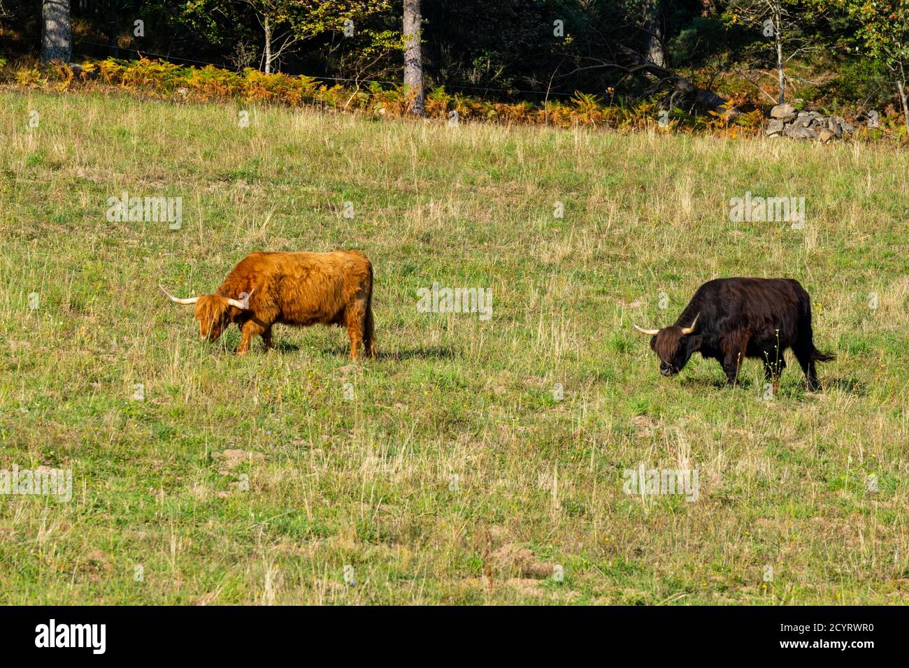 group of highland cows in pasture Stock Photo - Alamy