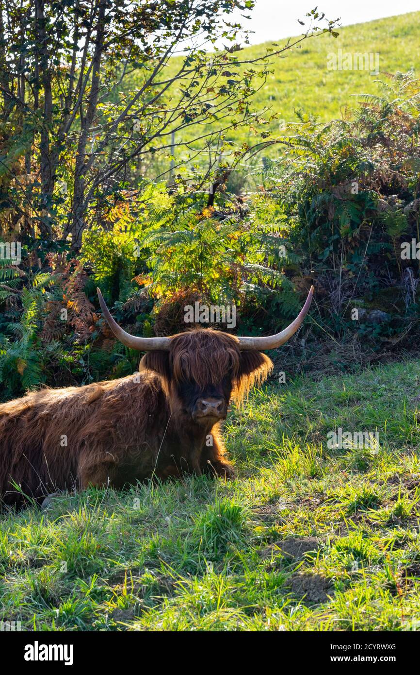 portrait of highland cow in pasture Stock Photo - Alamy