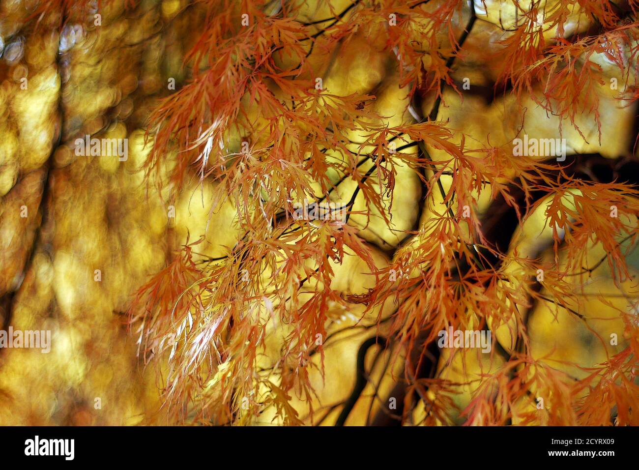 Changing the feathers hi-res stock photography and images - Alamy