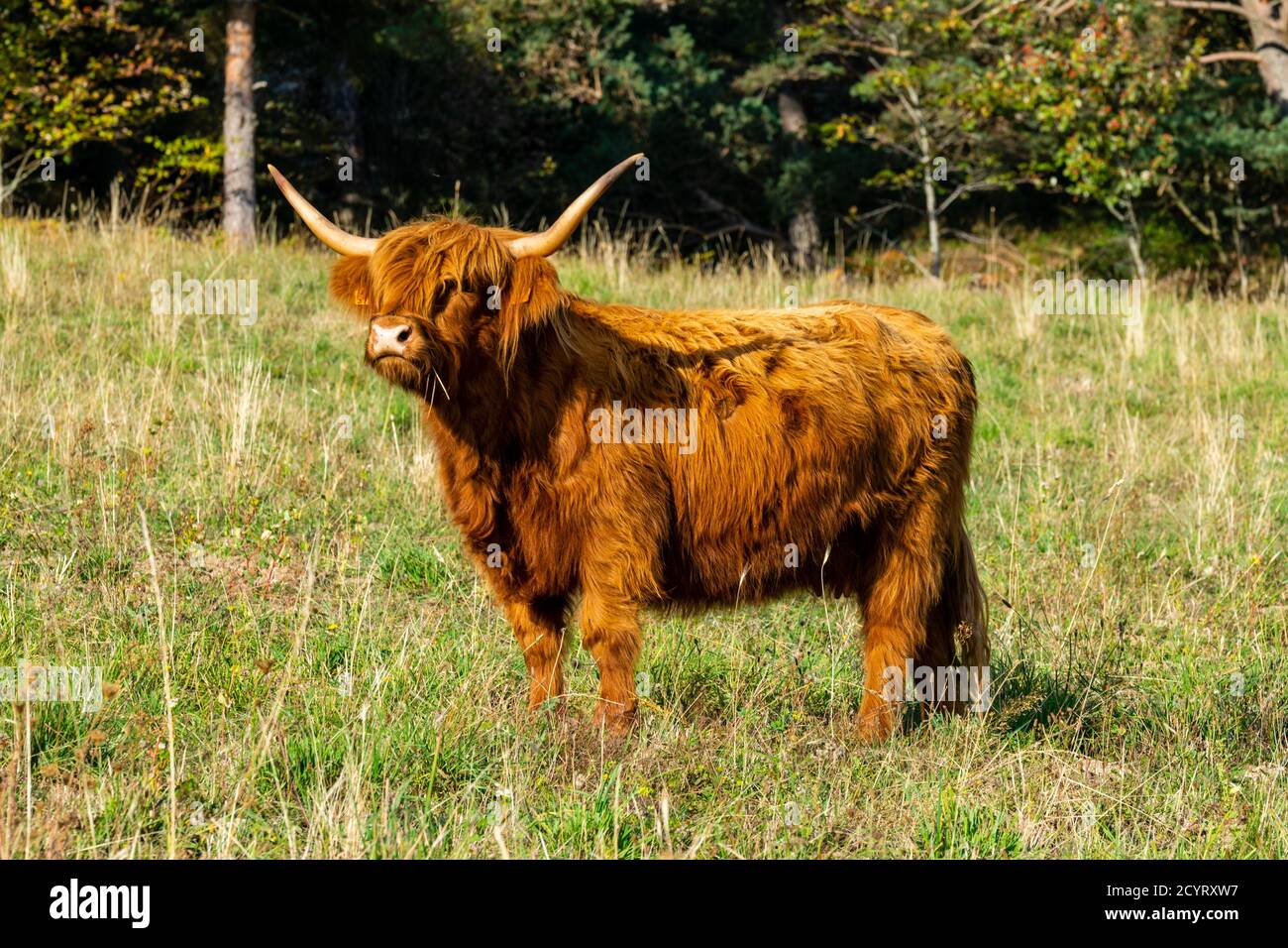 portrait of highland cow in pasture Stock Photo - Alamy