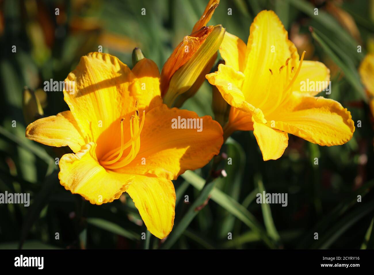 Yellow crinoid hi-res stock photography and images - Alamy