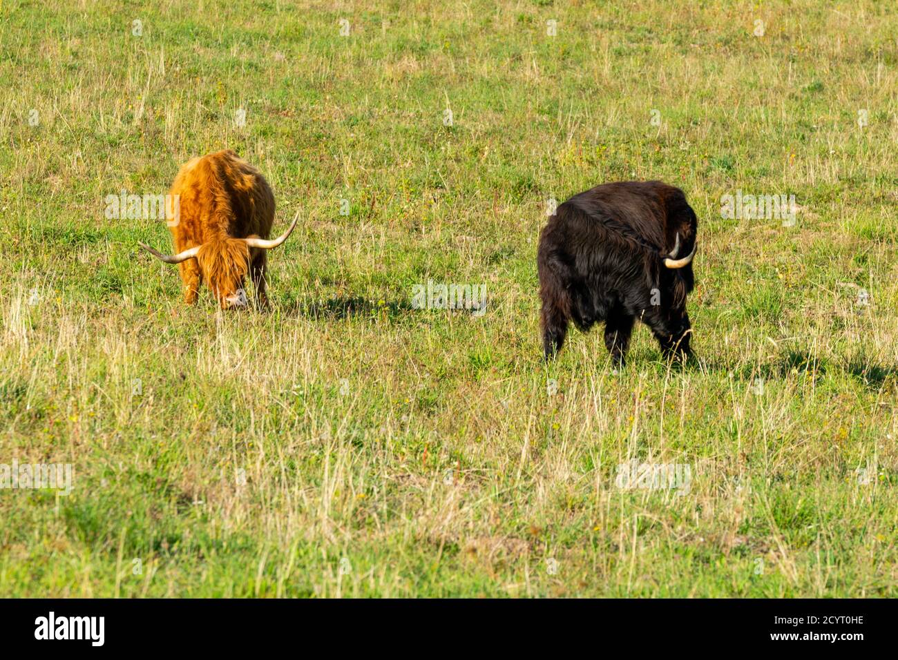 group of highland cows in pasture Stock Photo - Alamy