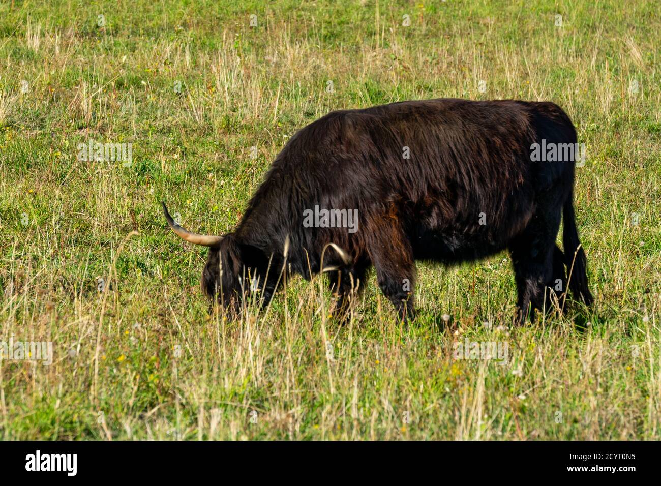 portrait of highland cow in pasture Stock Photo - Alamy