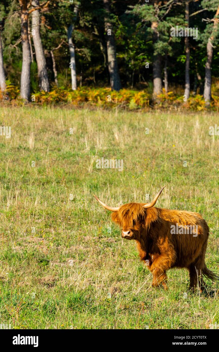 portrait of highland cow in pasture Stock Photo - Alamy