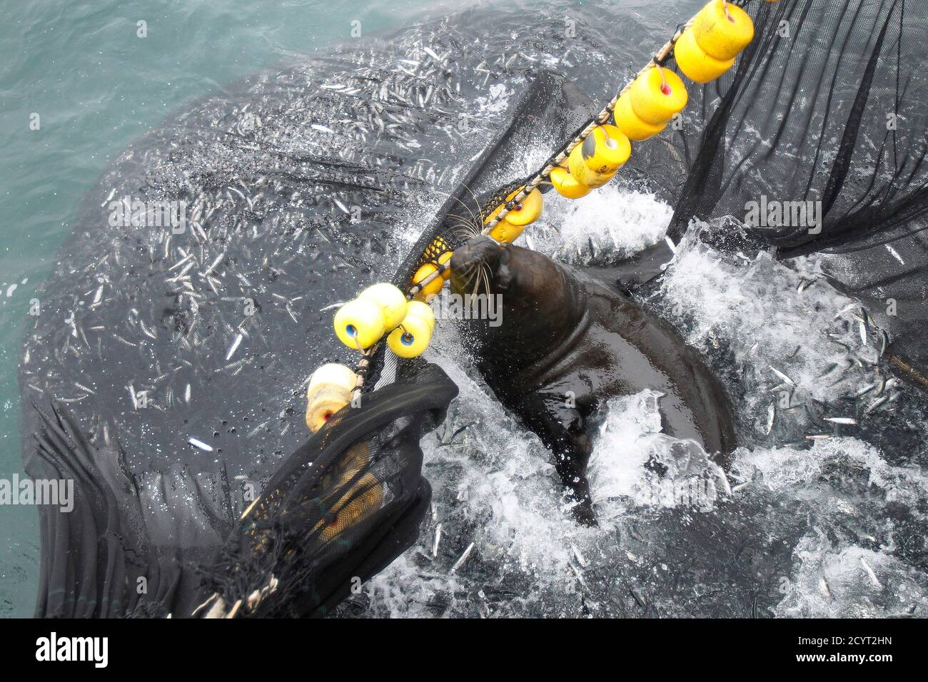 Anchovy fishing peru hi-res stock photography and images - Alamy