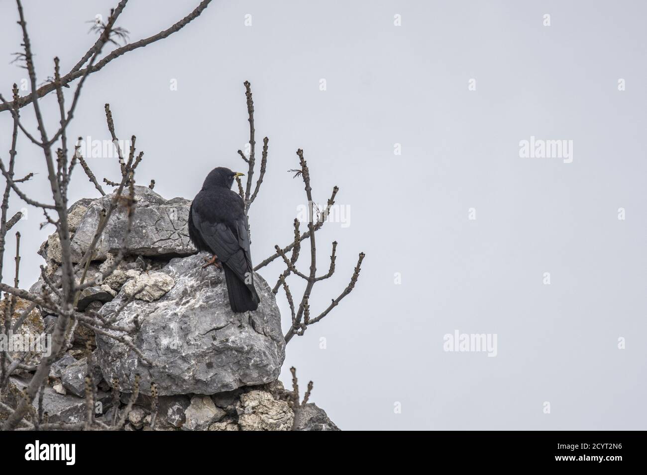 Black crow on a stone Stock Photo - Alamy