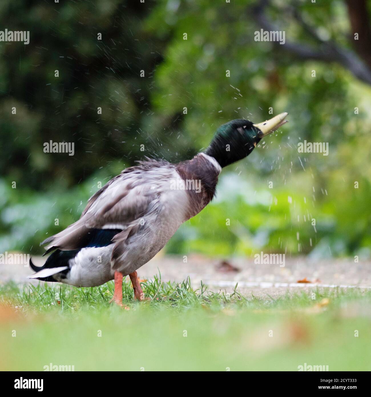 we duck shaking drops in a park during an autumn rainy day Stock Photo ...