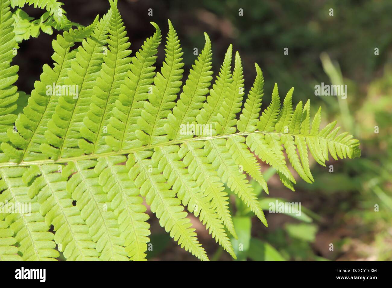 Leaf of a fern in a field Stock Photo - Alamy