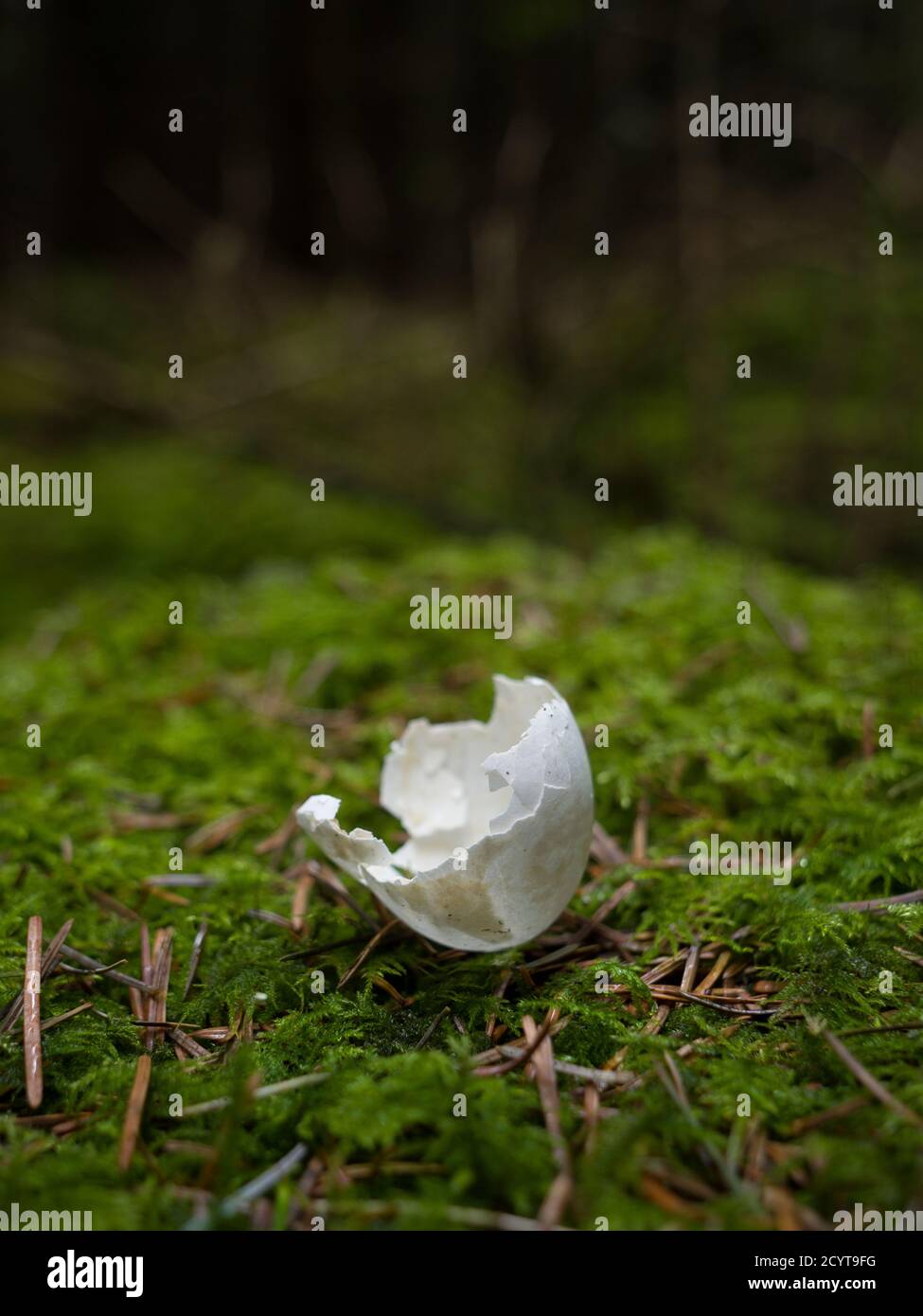 An empty and broken birds egg shell lying on moss in a pine forest ...