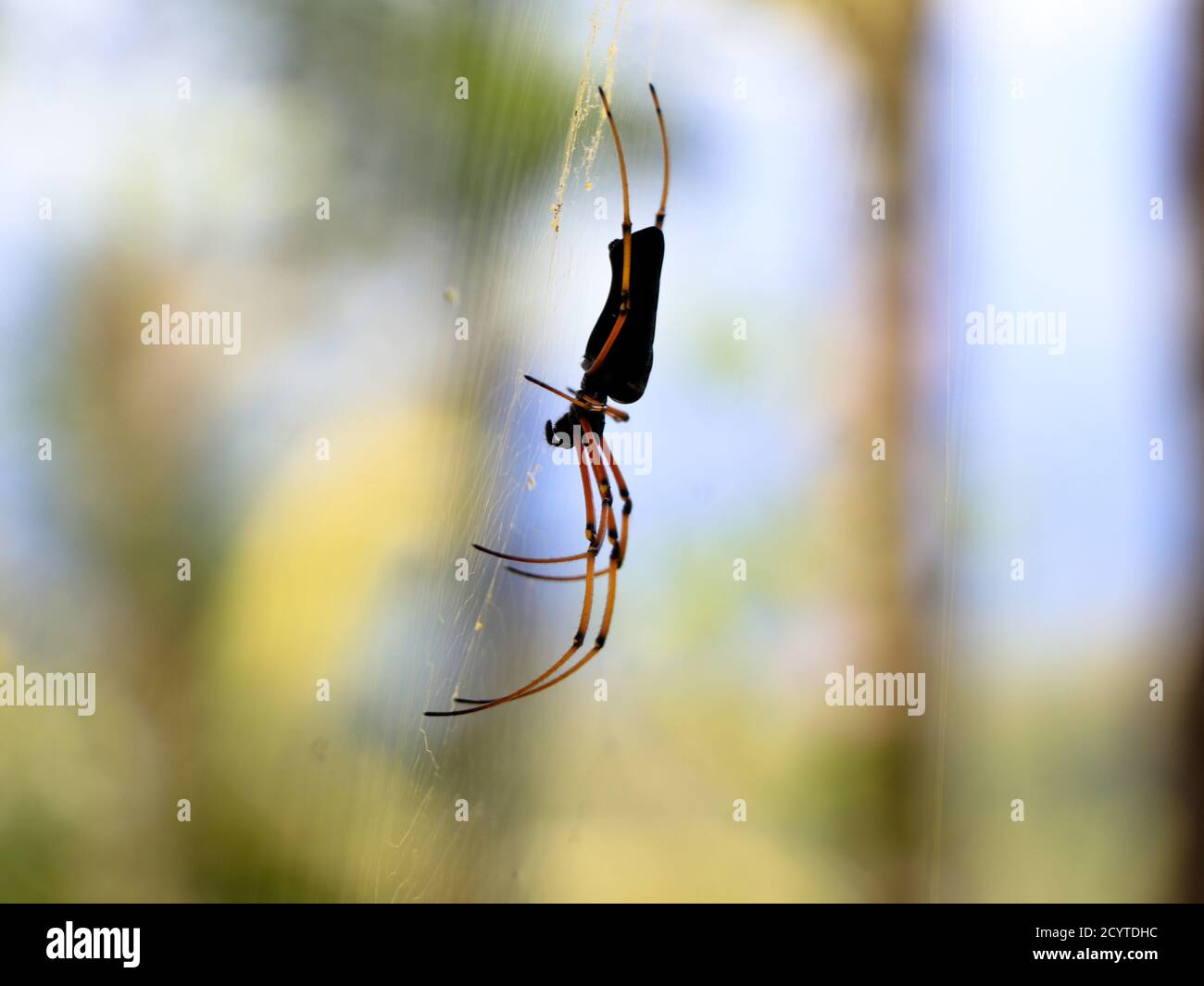 Black colored spider against white background, close up shot Stock ...