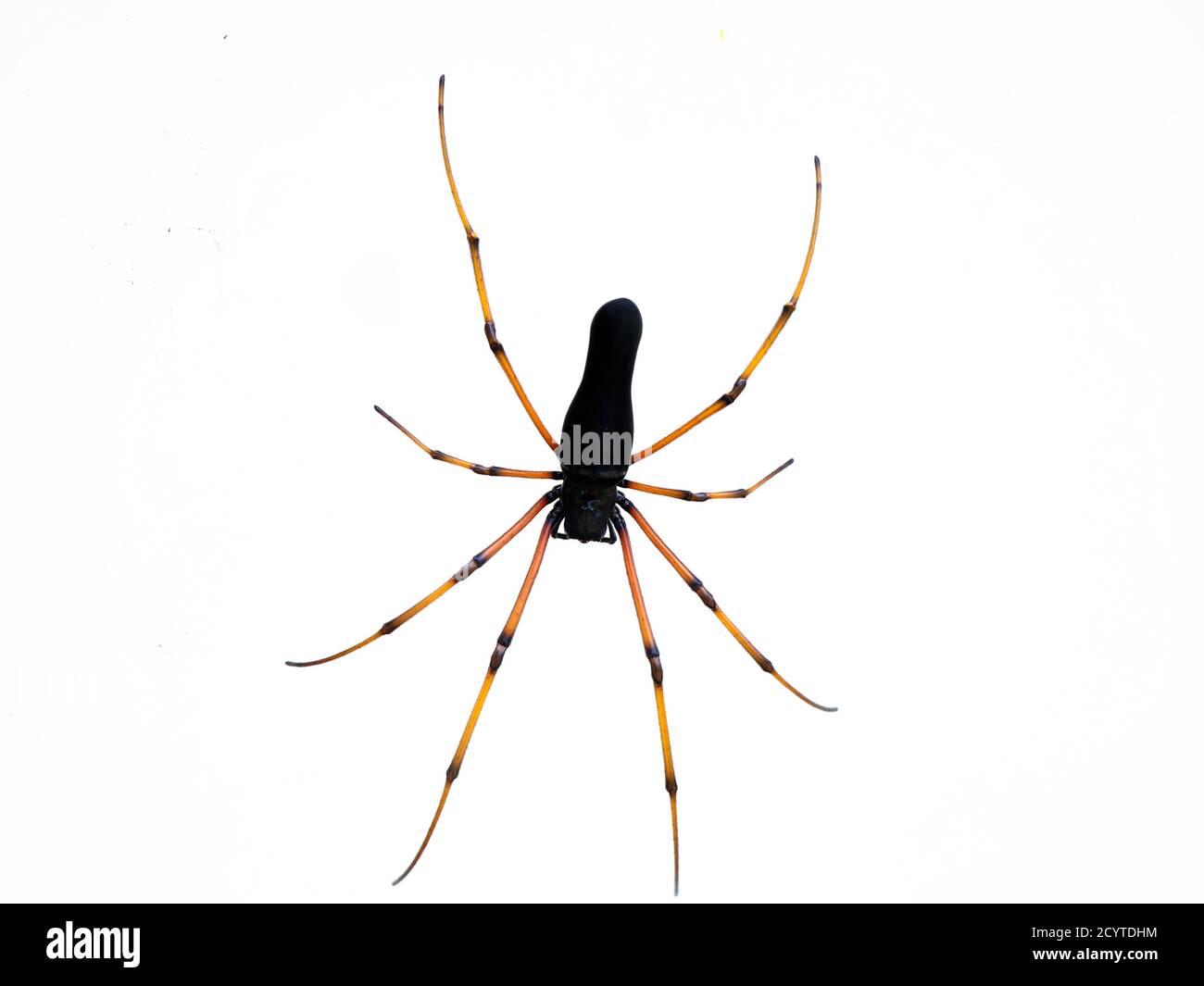Black colored spider against white background, close up shot Stock ...