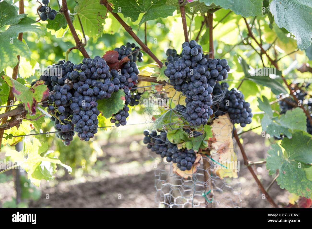 Red grapes before harvest hi-res stock photography and images - Alamy