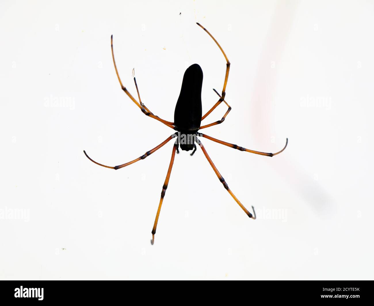 Black colored spider against white background, close up shot Stock ...
