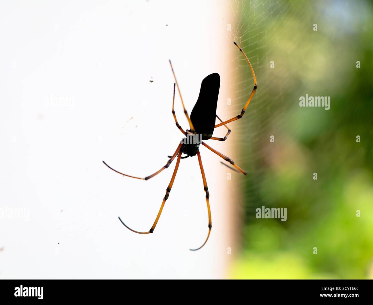 Black colored spider against white background, close up shot Stock ...