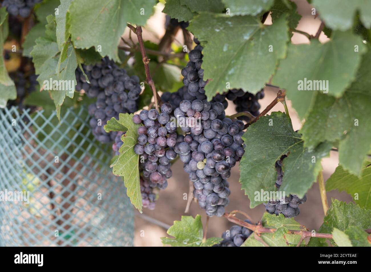 Cordon vine hi-res stock photography and images - Alamy